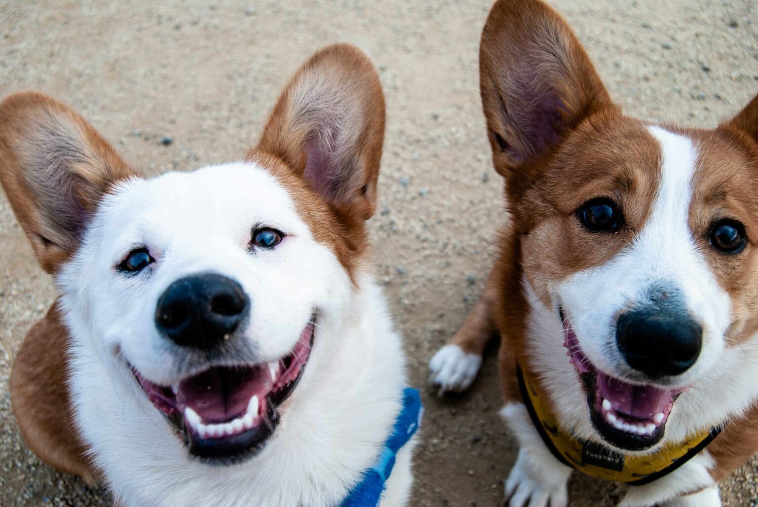 How Dogs Can Boost Our Physical and Mental Health – Journal Of Happiness